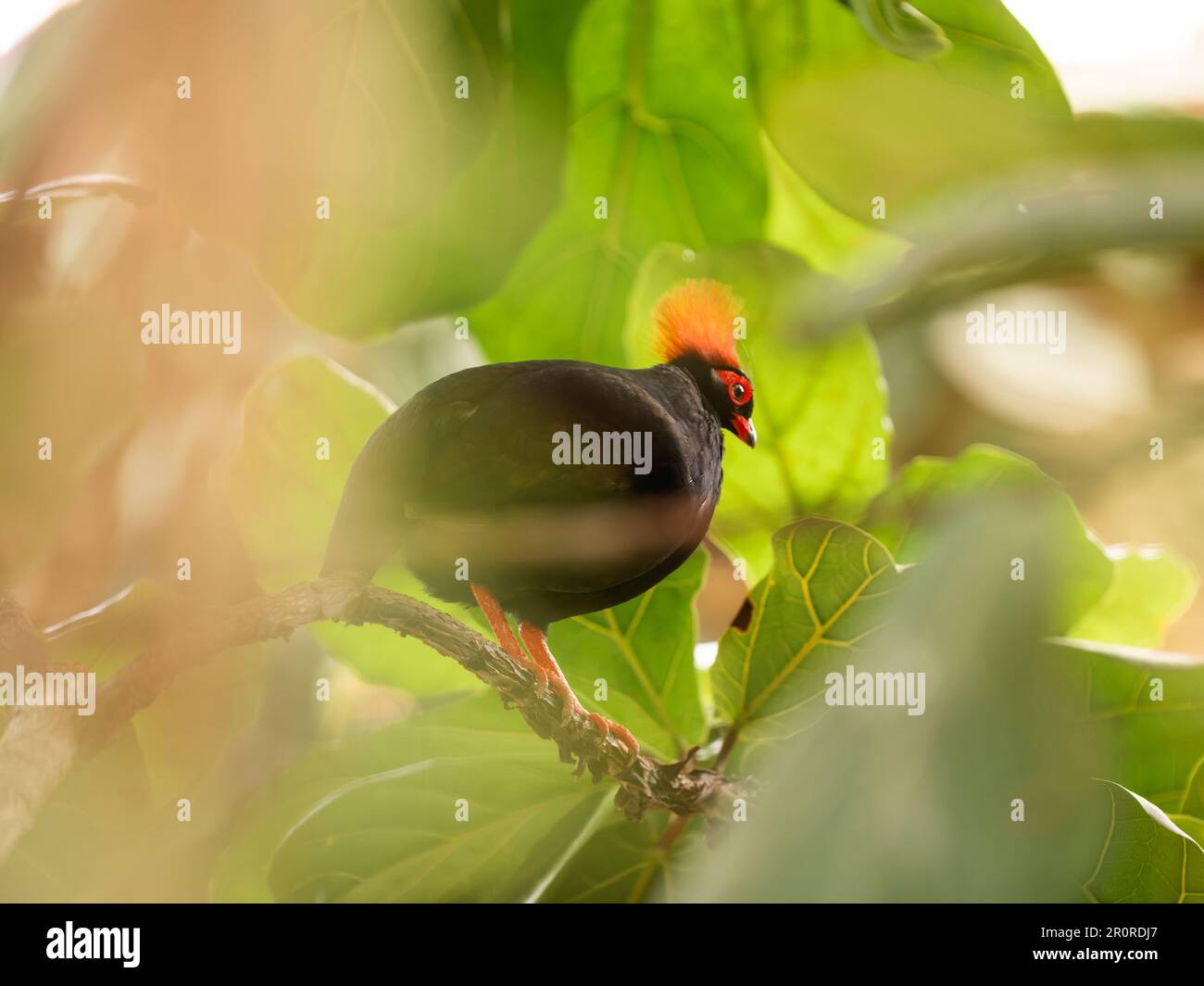 Full-length portrait of Crested partridge or Rollulus rouloul. Bird ...