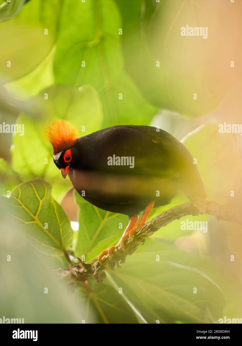 Full-length portrait of Crested partridge or Rollulus rouloul. Bird ...