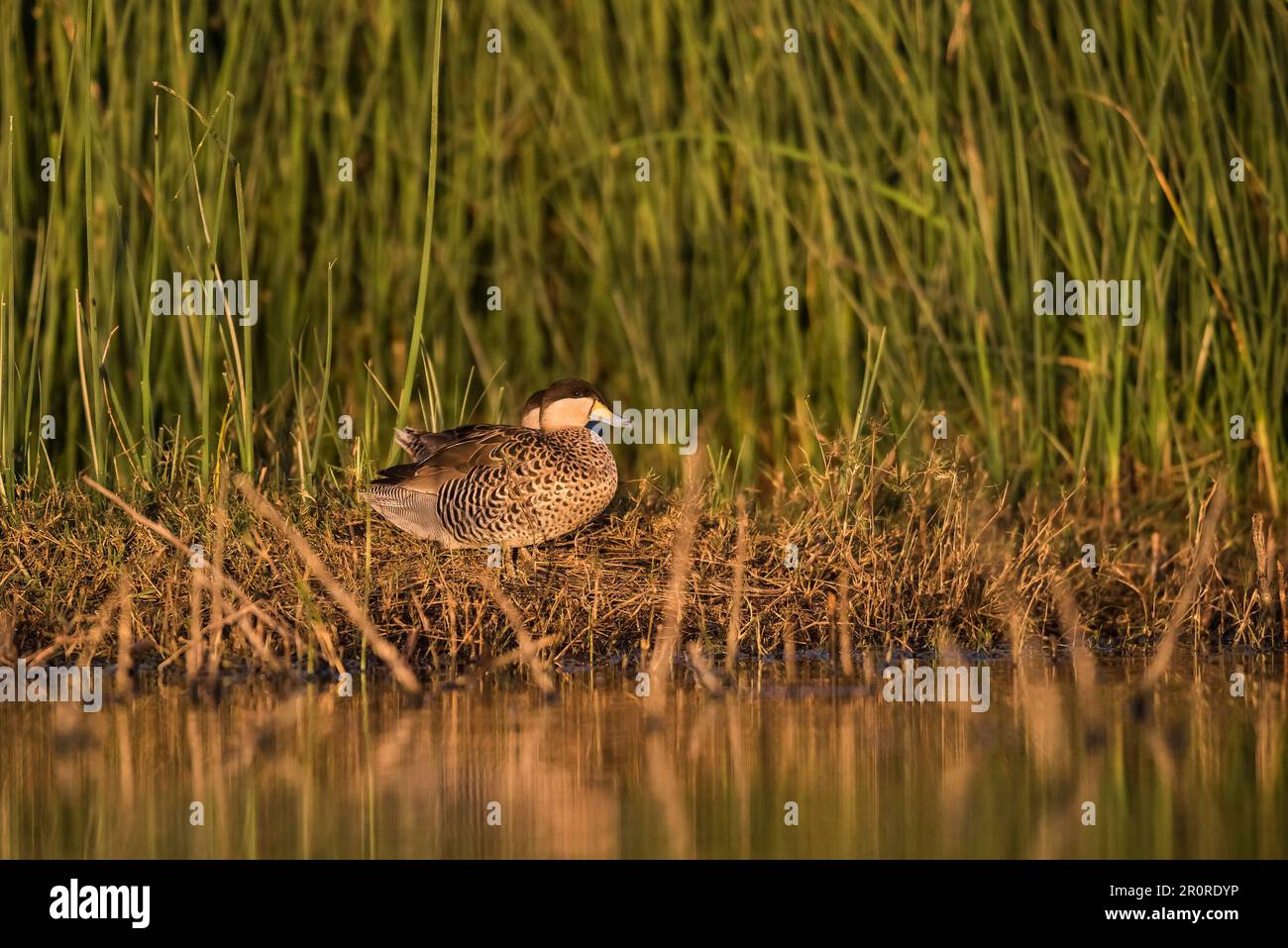 Silver teal, Spatula Versicolor, La Pampa Province, Patagonia ...