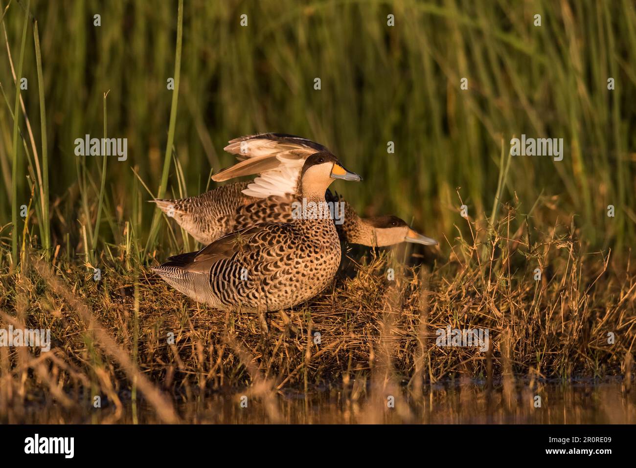 Silver teal, Spatula Versicolor, La Pampa Province, Patagonia ...