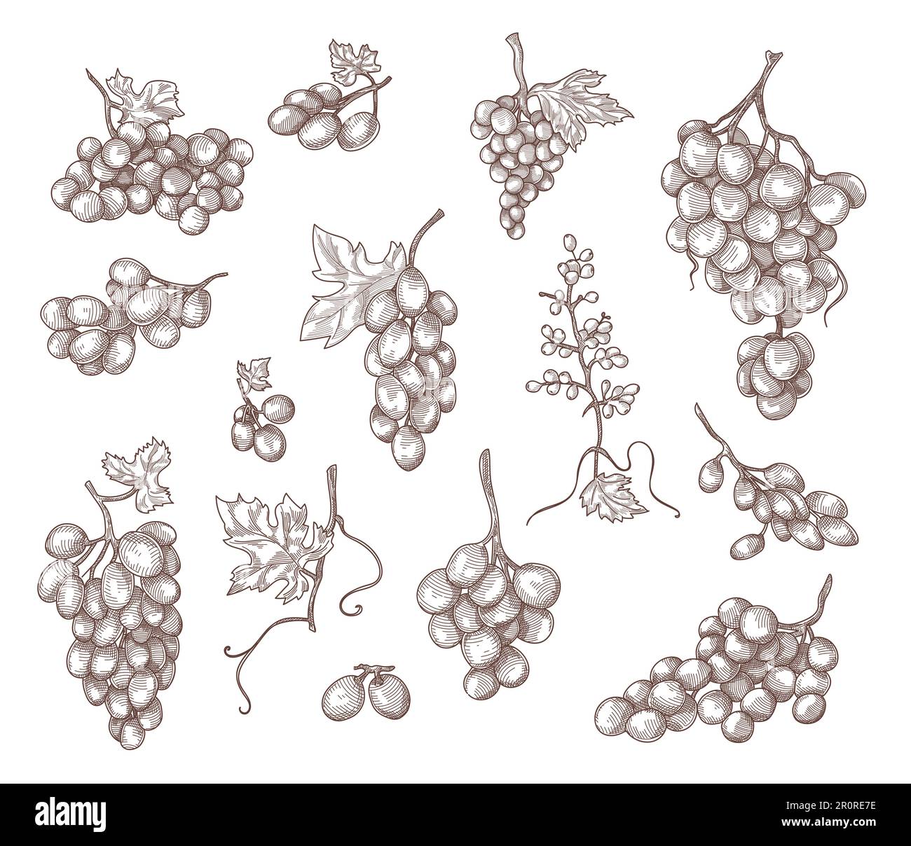 Set of vintage hand drawn grape branches vector illustration Stock ...