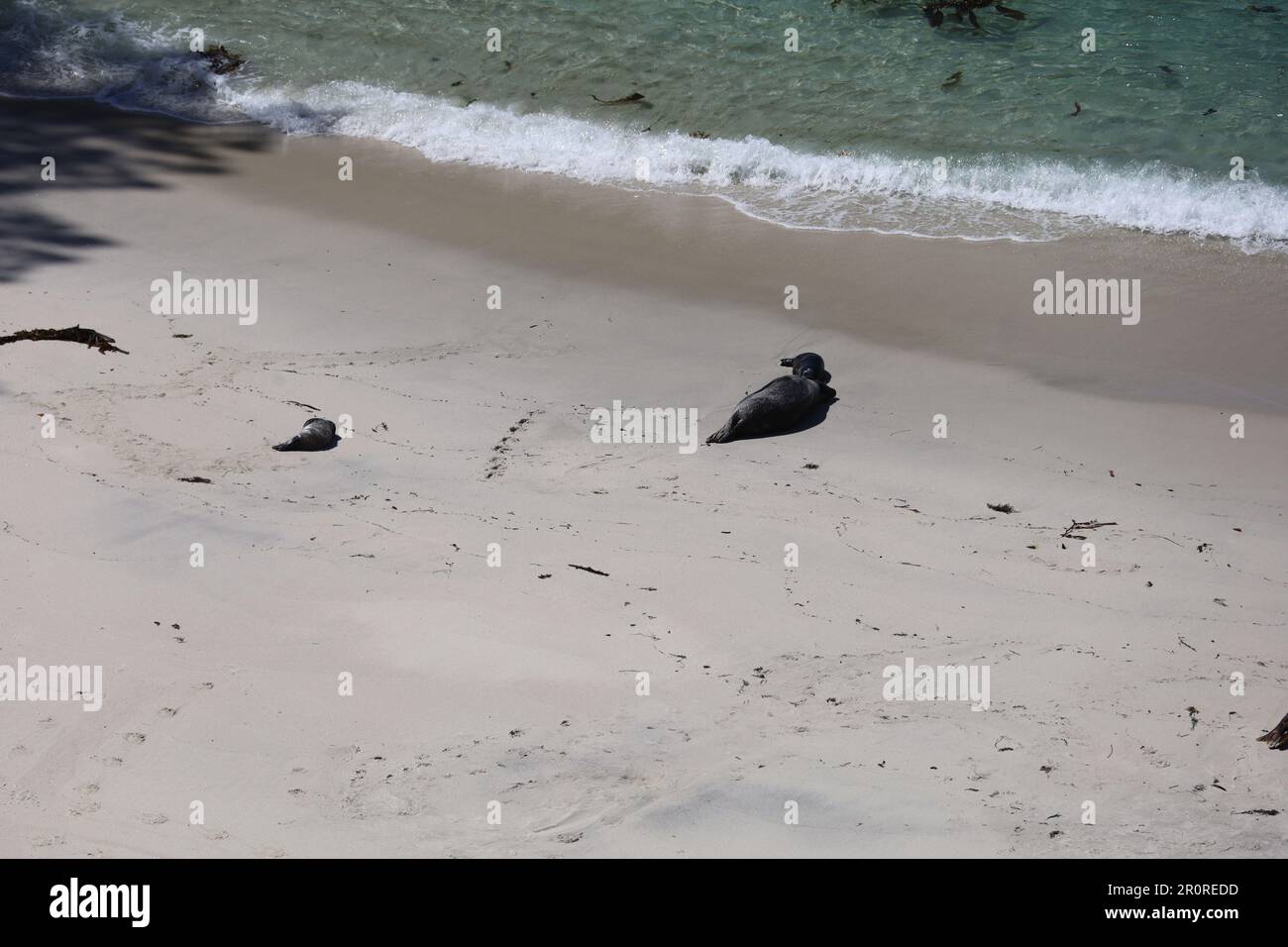 Rocks, beaches, and sky in Point Lobos State park in California Stock ...