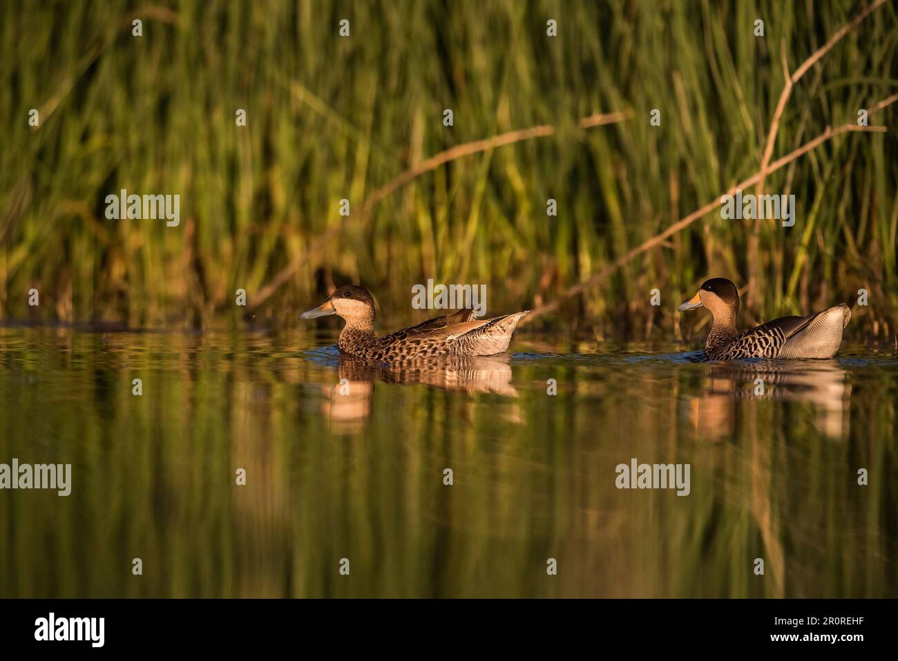 Silver teal, Spatula Versicolor, La Pampa Province, Patagonia ...