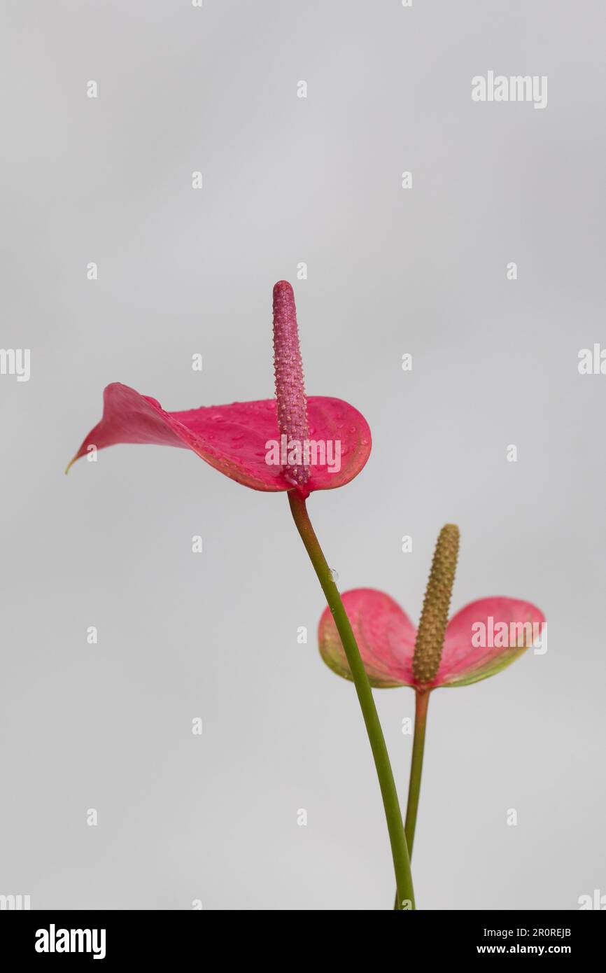 Indoor Anthurium plant with beautiful pink flowers on a grey background ...
