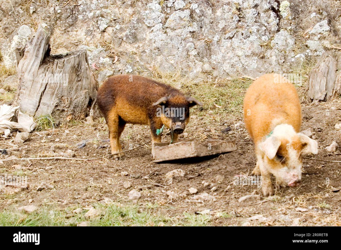 Two brown pigs with long hair. Ecuador, Outdoors Stock Photo - Alamy