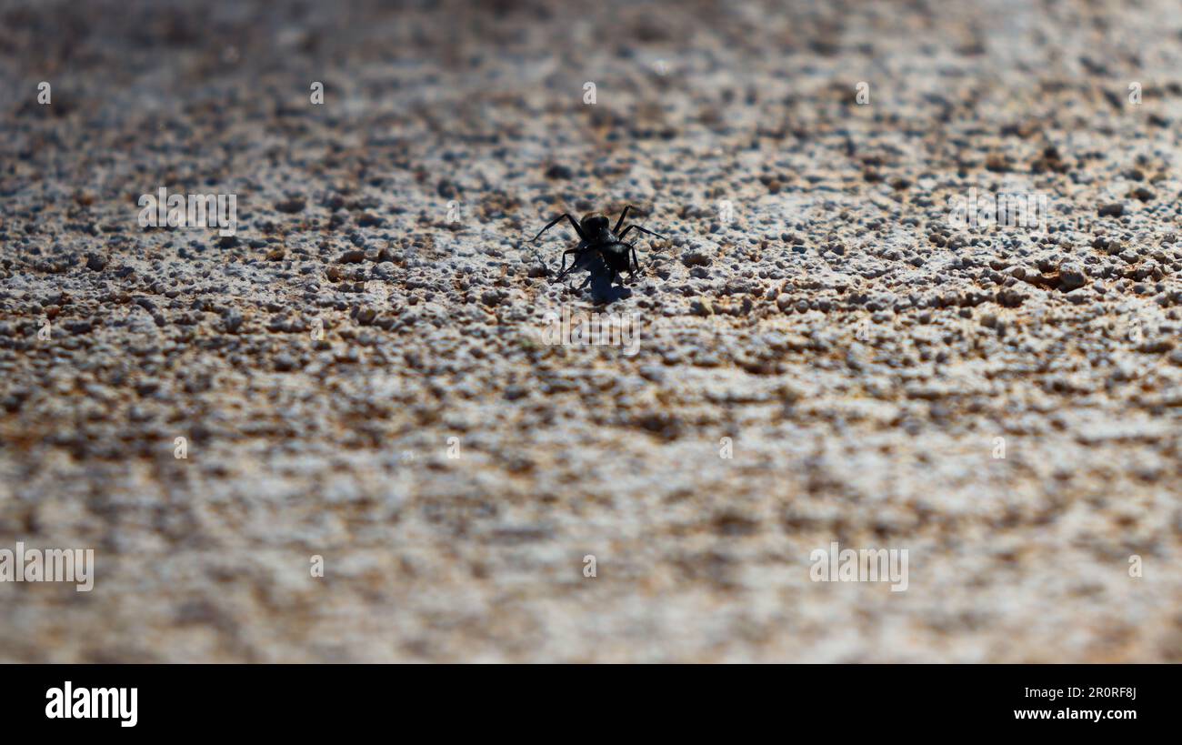 A small ant scurries across a sandy landscape illuminated by bright ...