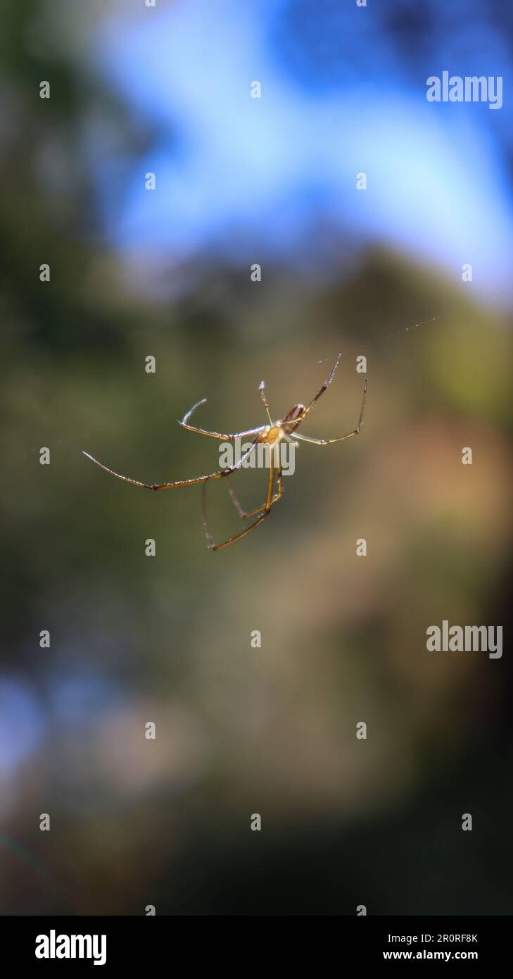 A black and white spider dangling upside down from its web, eyes closed ...