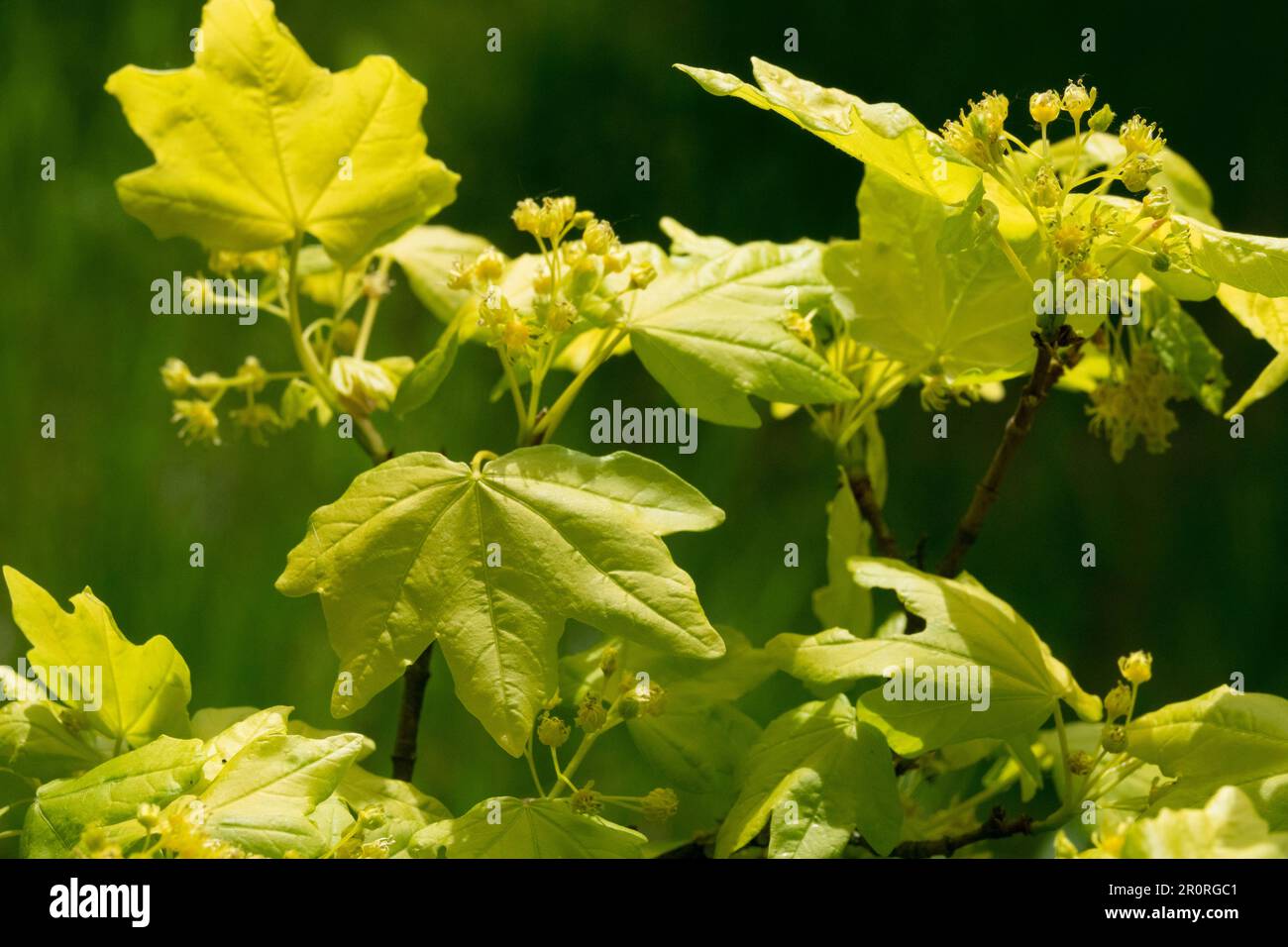 Acer flower hi-res stock photography and images - Alamy