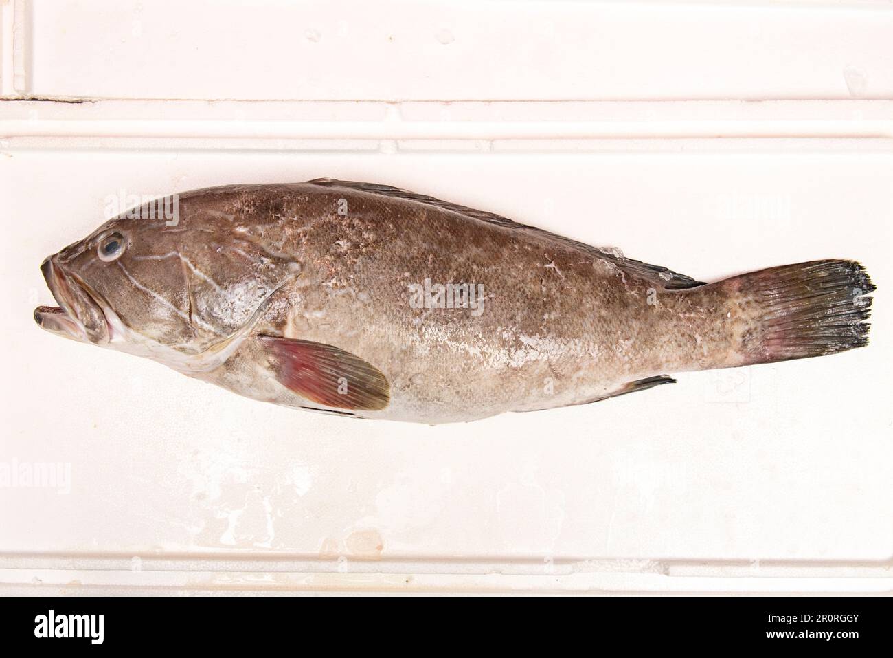 Various animal species within hi-res stock photography and images - Alamy