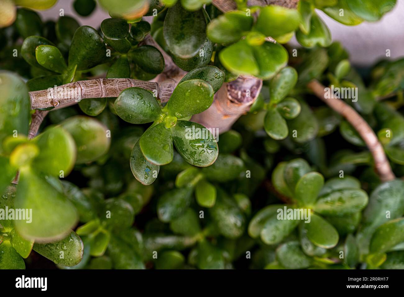 Houseplants in pots, jade plants with water drops Stock Photo - Alamy