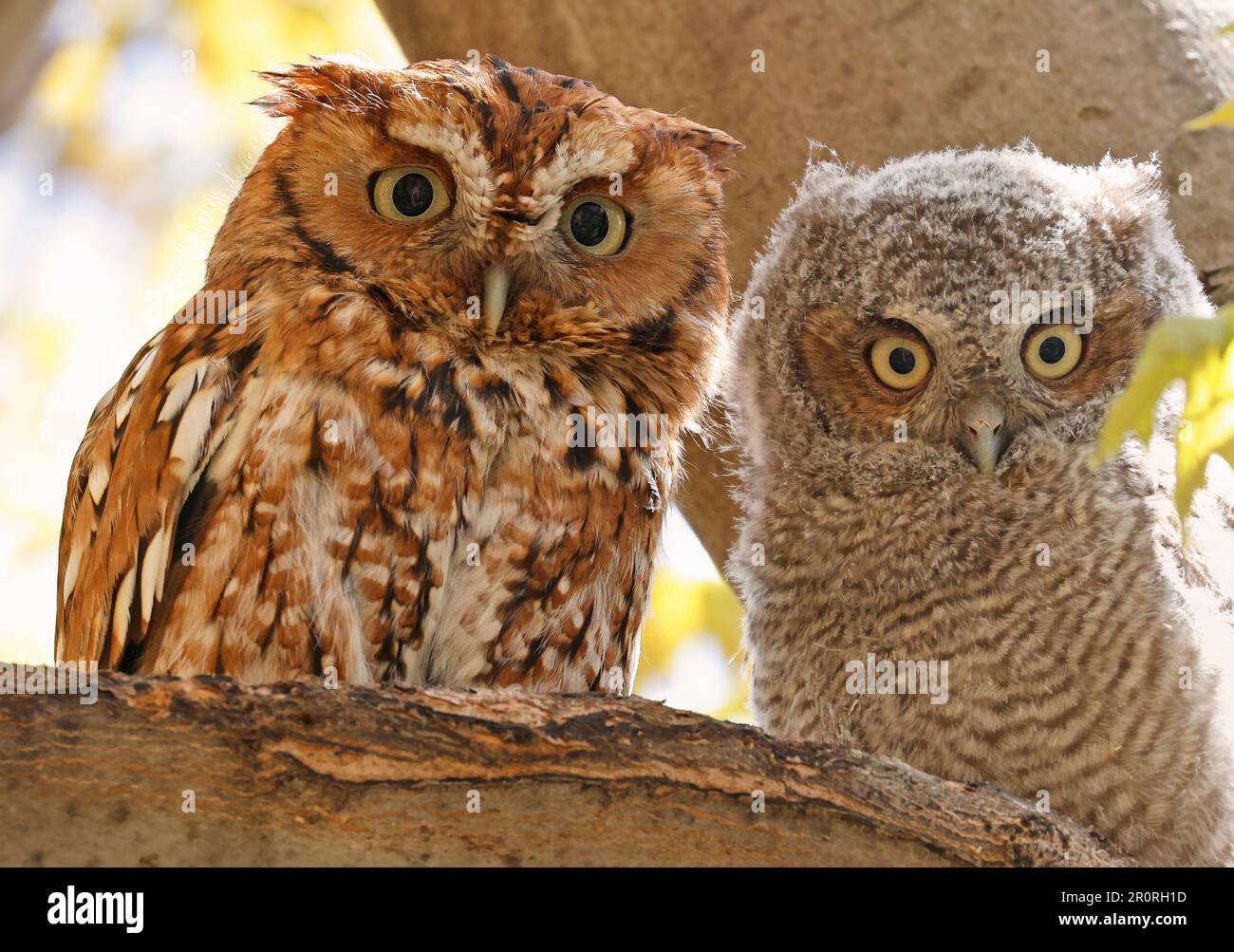 Eastern screech owl hi-res stock photography and images - Alamy