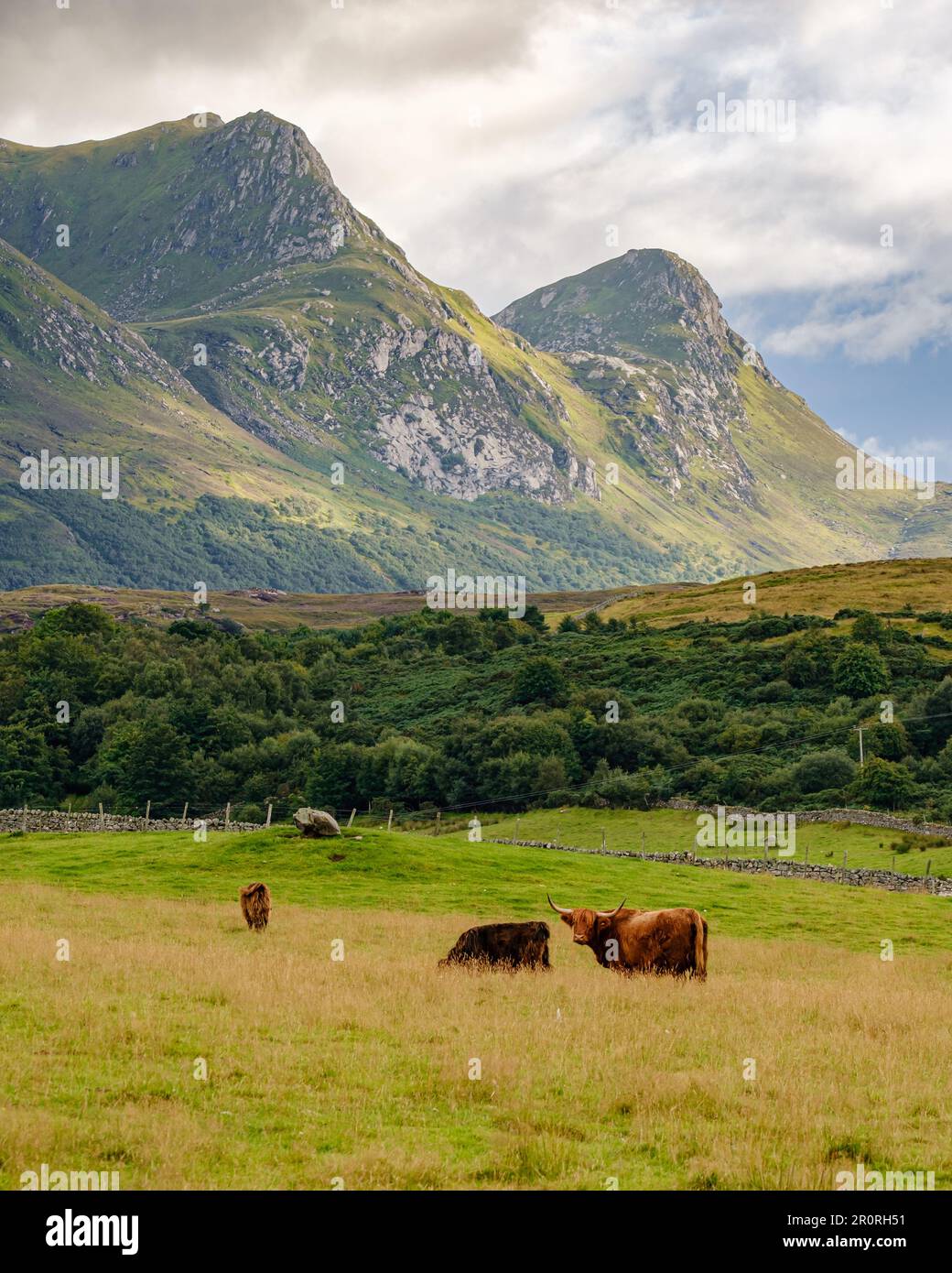 Scottish Highland cows grazing in a field near Tongue in the Scottish ...