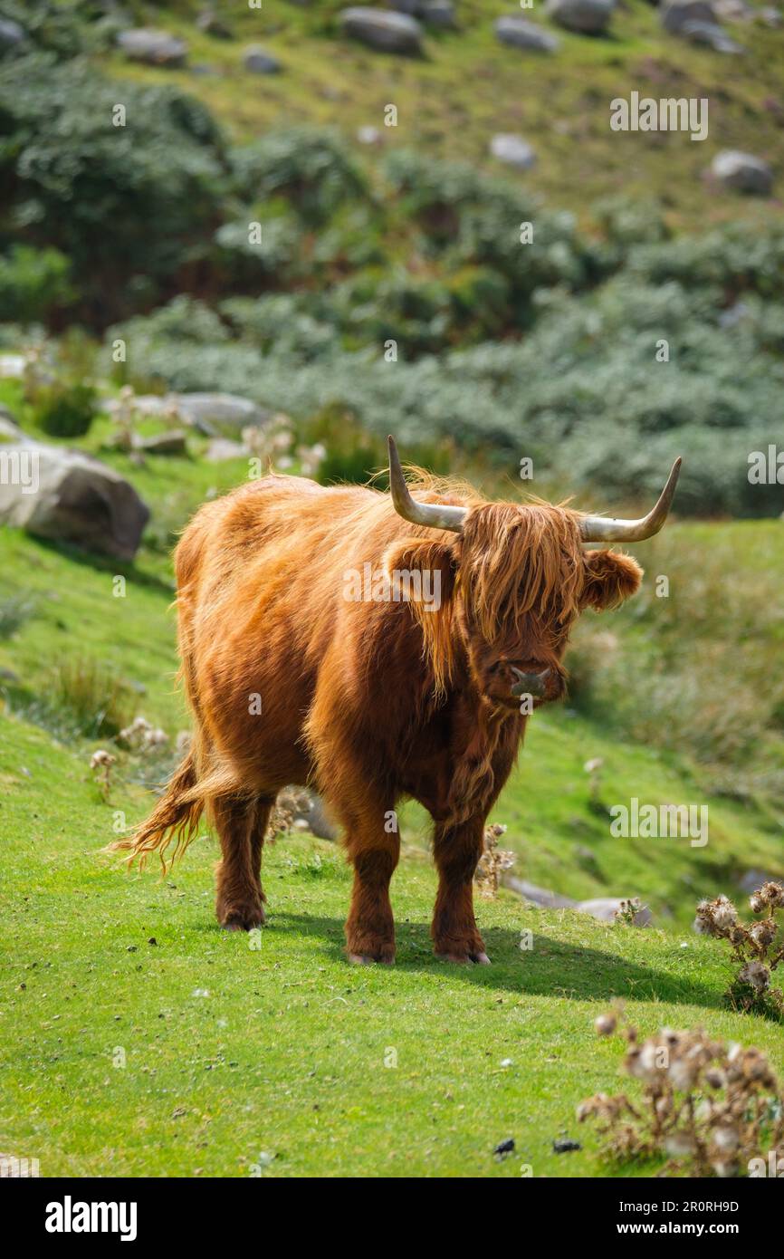 Scottish Highland cow grazing at the side of the road on the North ...