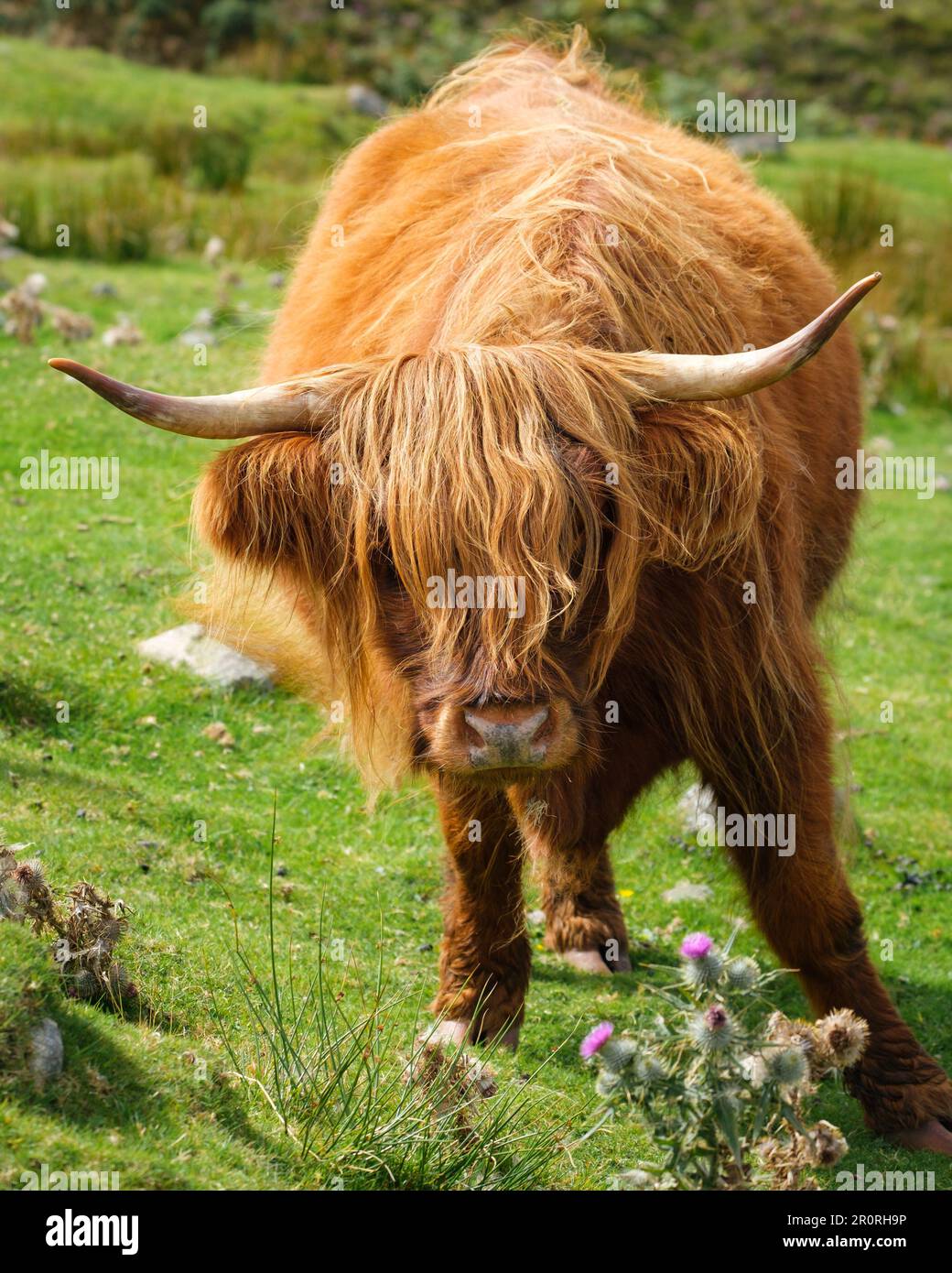 Scottish Highland cow grazing at the side of the road on the North ...
