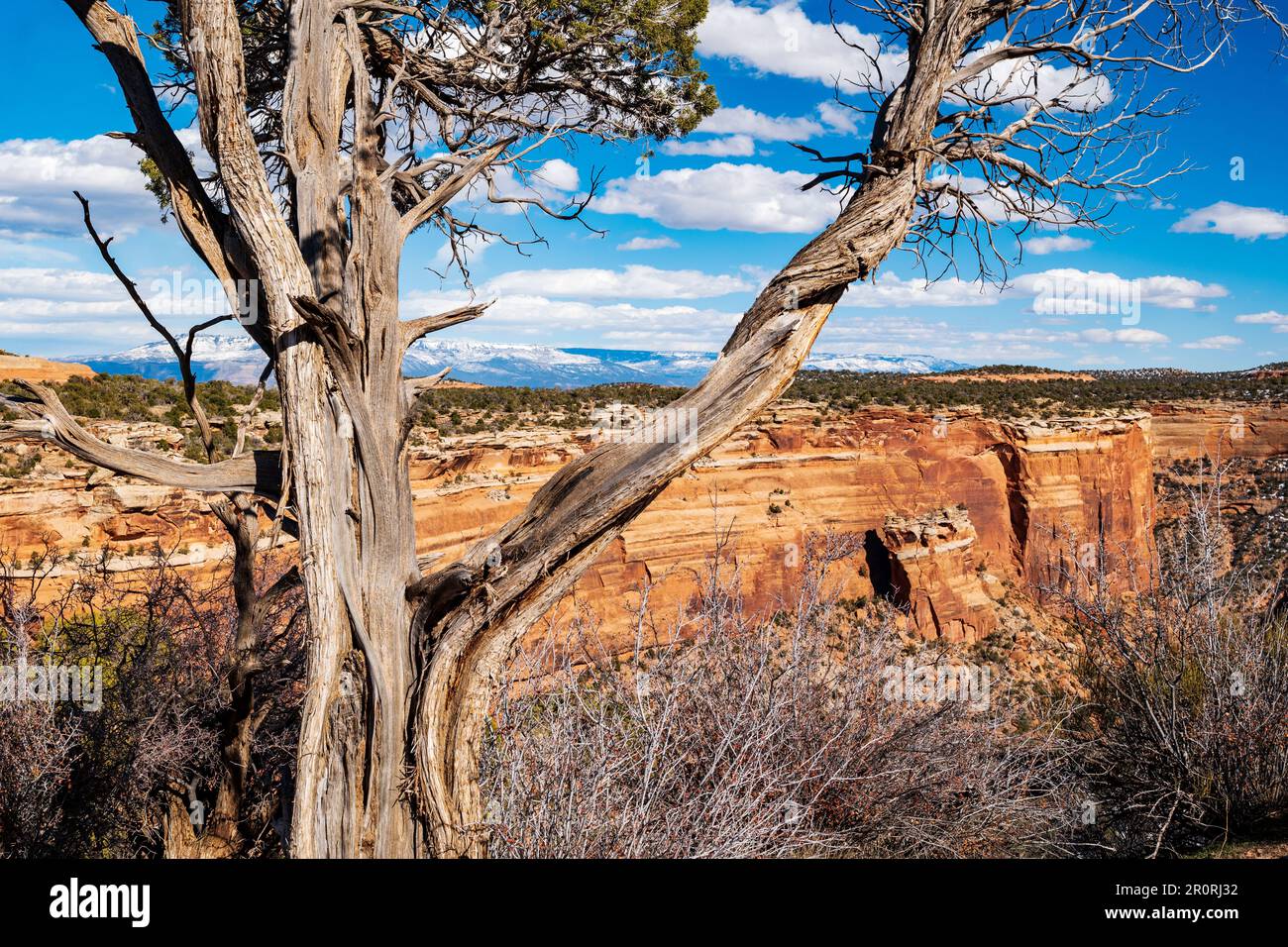 Old Juniper Tree; Monument Mesa; Ute Canyon from Fallen Rock Overlook ...