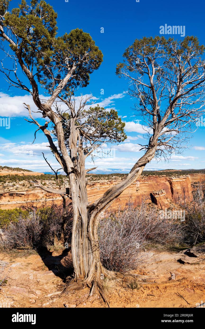 Old Juniper Tree; Monument Mesa; Ute Canyon from Fallen Rock Overlook ...