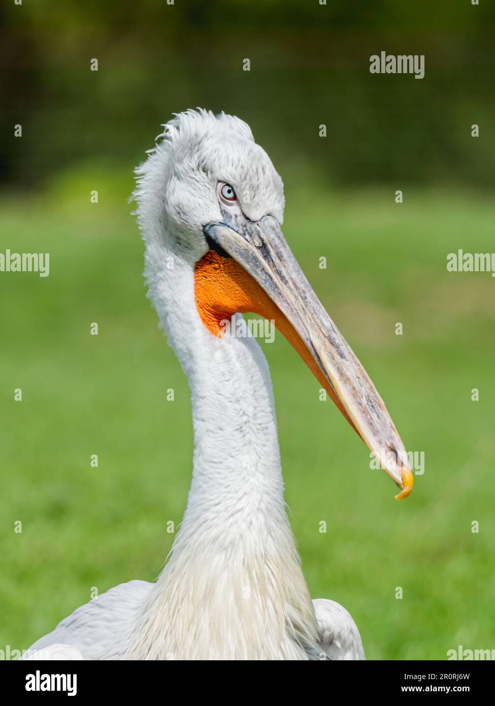 Big white bird hi-res stock photography and images - Alamy