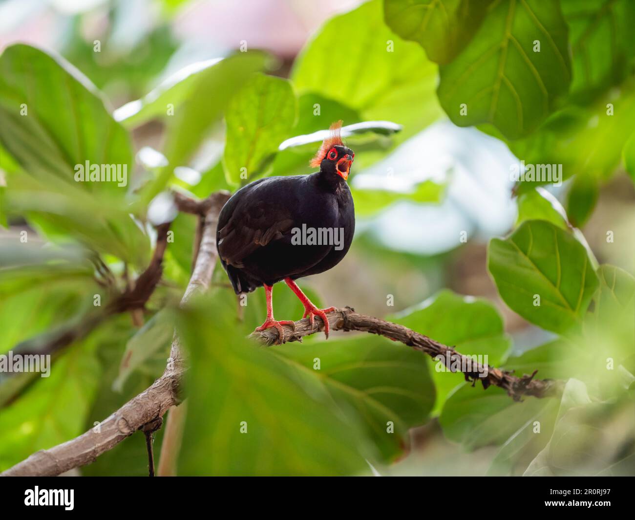 Full-length portrait of Crested partridge or Rollulus rouloul. Bird ...