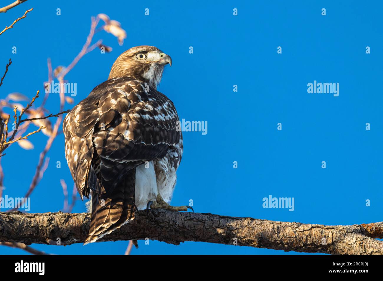 A red-tailed hawk stands atop a tree branch, its golden eyes scanning ...