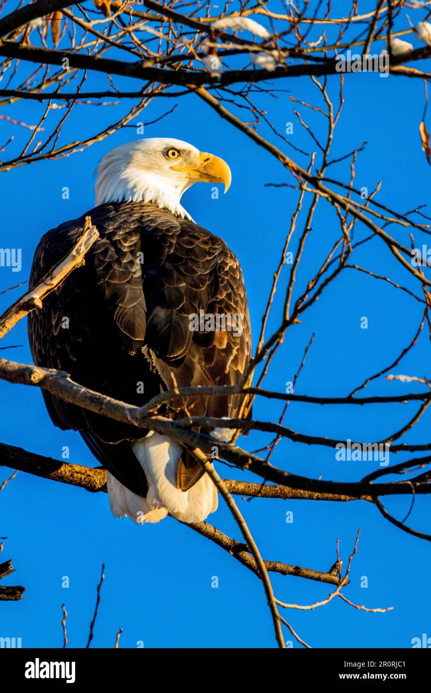 A majestic bald eagle perched atop a tall tree, surveying its ...