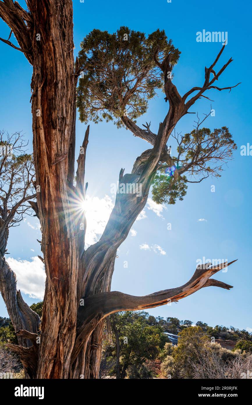 Old Juniper Tree; Monument Mesa; Ute Canyon from Fallen Rock Overlook ...