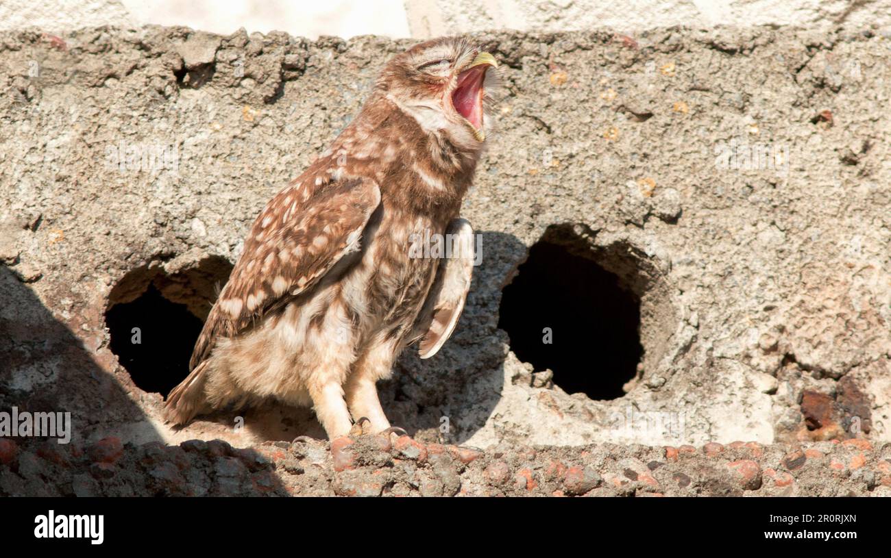 A tiny owl is perched in an empty concrete hole, its beak open in a ...