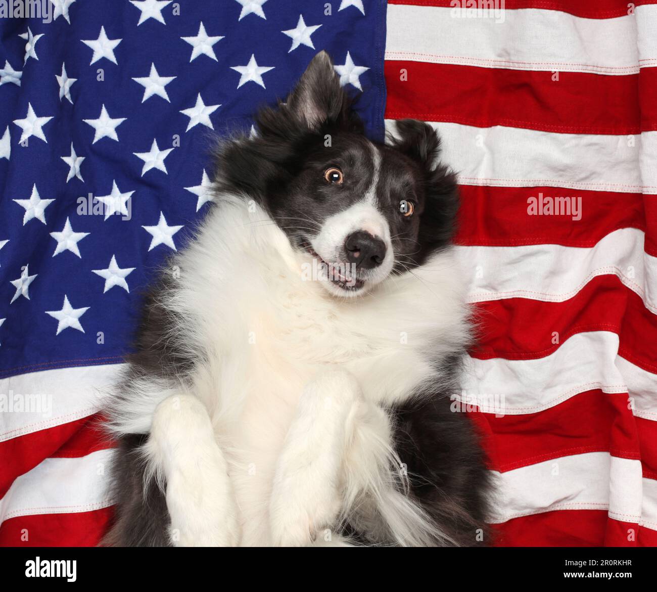 Happy border collie playing on American flag Stock Photo - Alamy