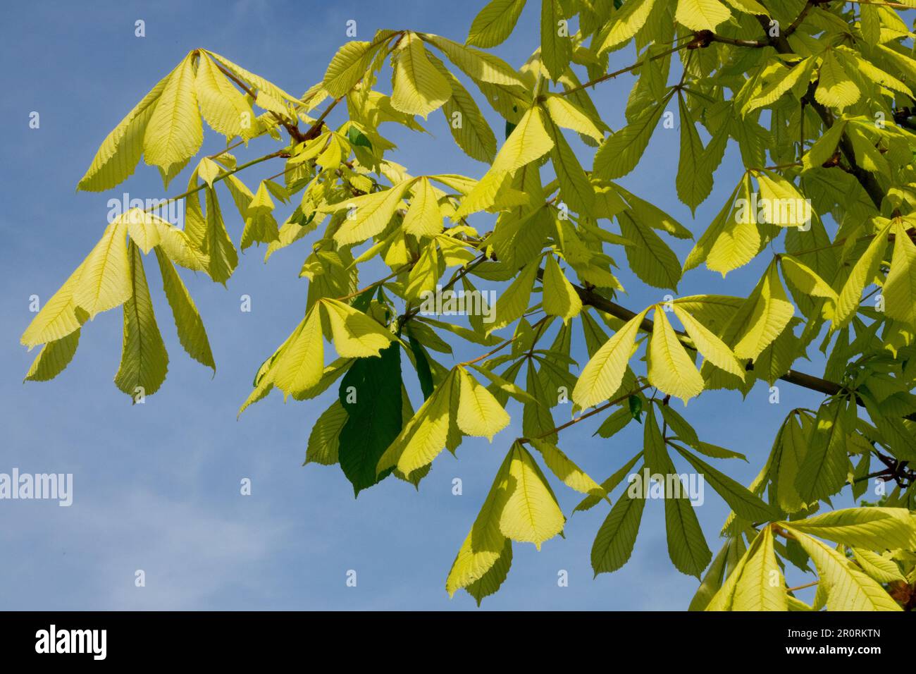 Horse chestnut, Aesculus hippocastanum "Wisselink", Bright, Yellow ...