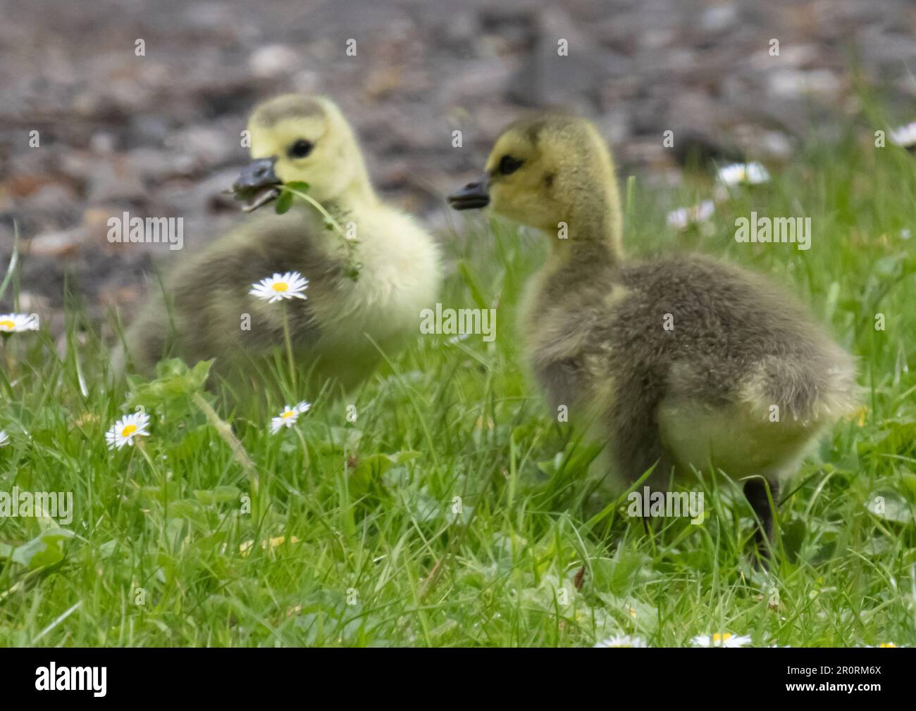 Fluffy baby goslings hi-res stock photography and images - Alamy
