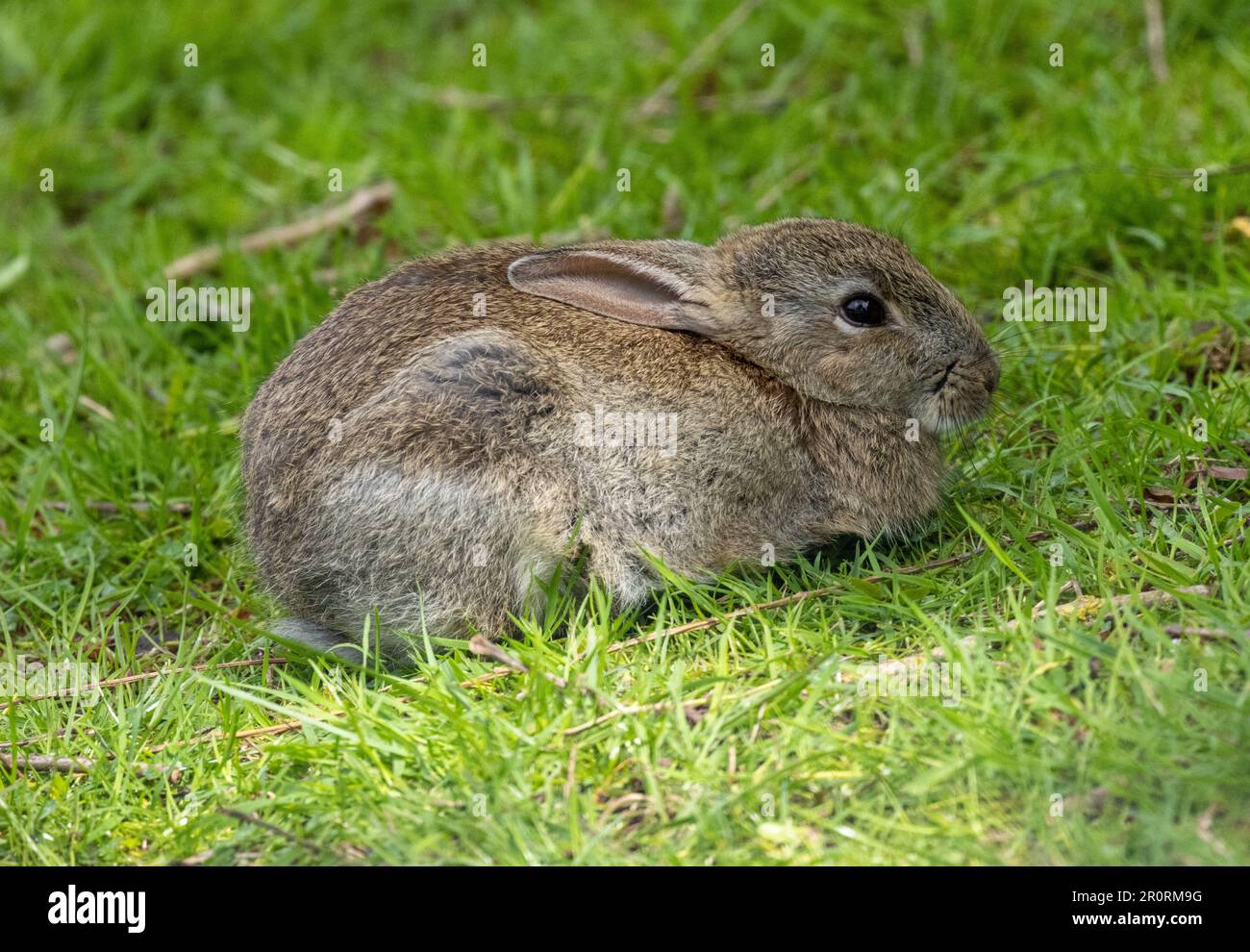 Bunny park hi-res stock photography and images - Alamy