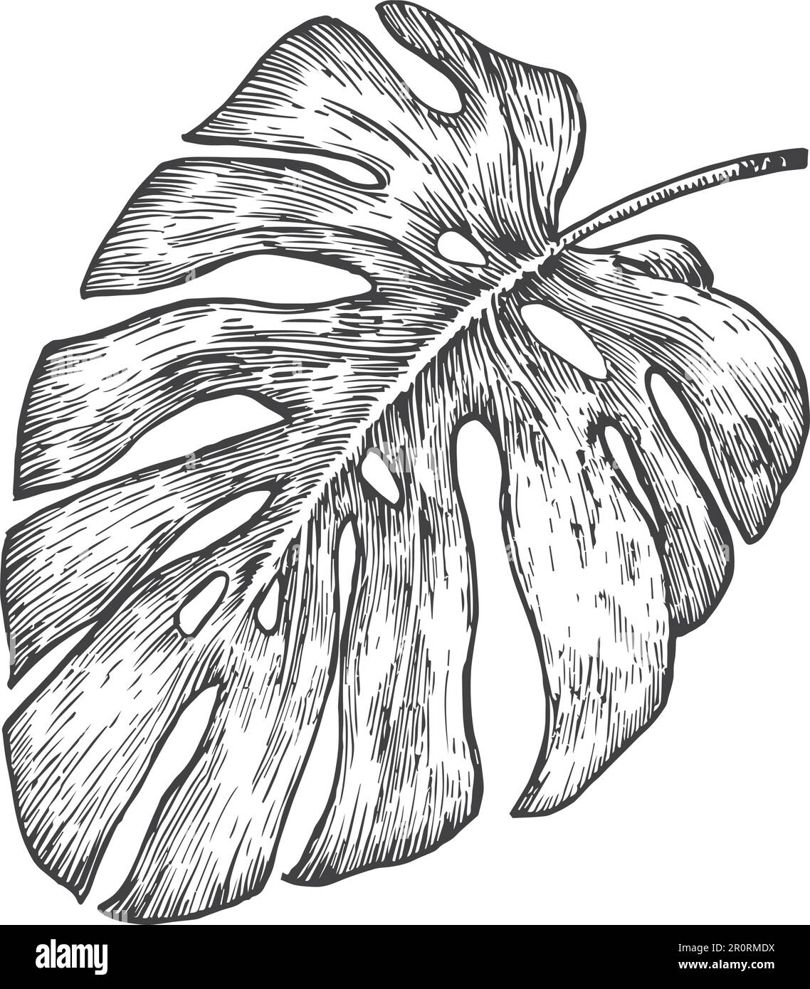 Monstera Palm Leaf Hand Drawn Doodle Vector Illustration. Floral Tropical Foliage Sketch Style ...