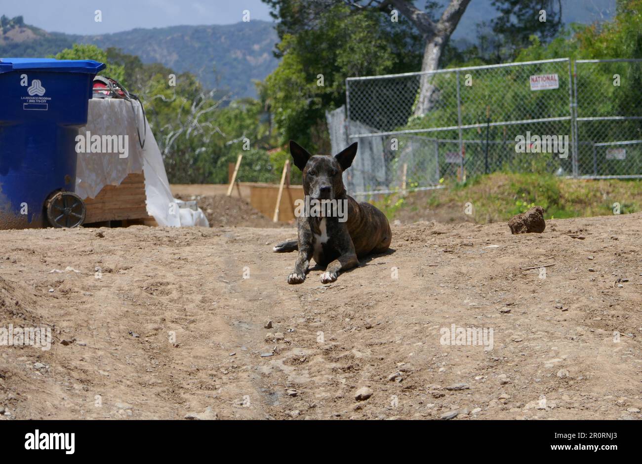 Los Angeles, California, USA 8th May 2023 Dog at Producer Jesse Lasky ...