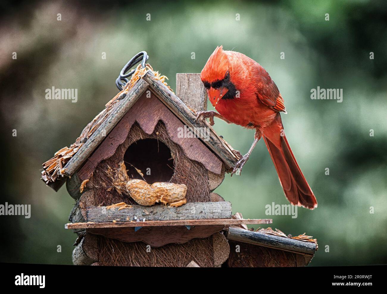 A Northern Cardinal on the backyard deck Stock Photo - Alamy