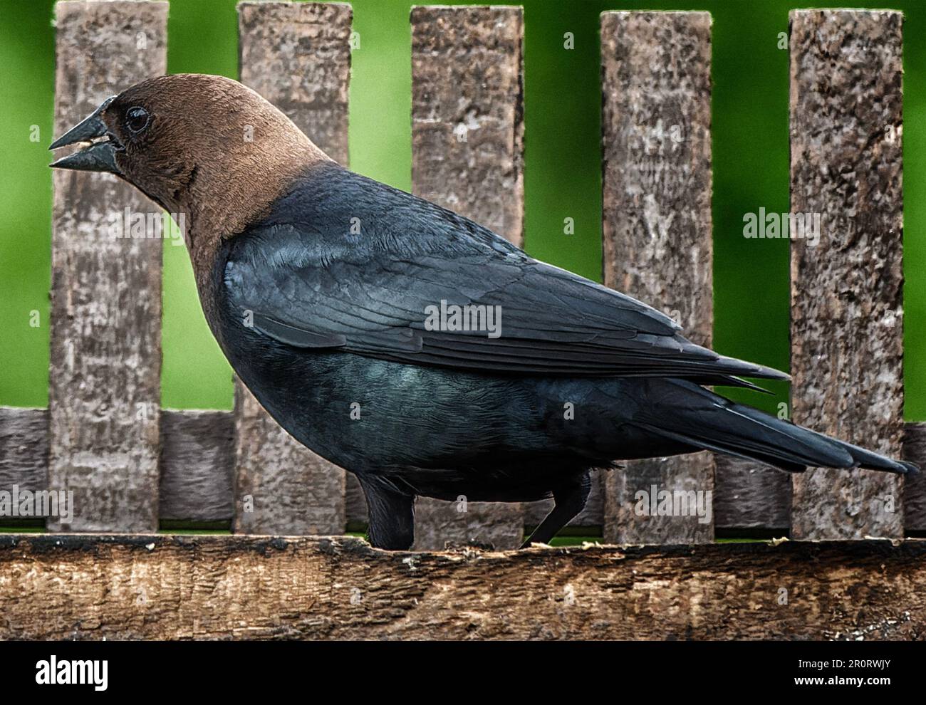 Brown-Headed Cowbird on the bird feeder Stock Photo - Alamy