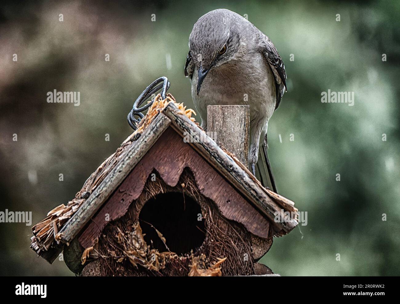 A Northern Mockingbird on a birdhouse roof Stock Photo - Alamy