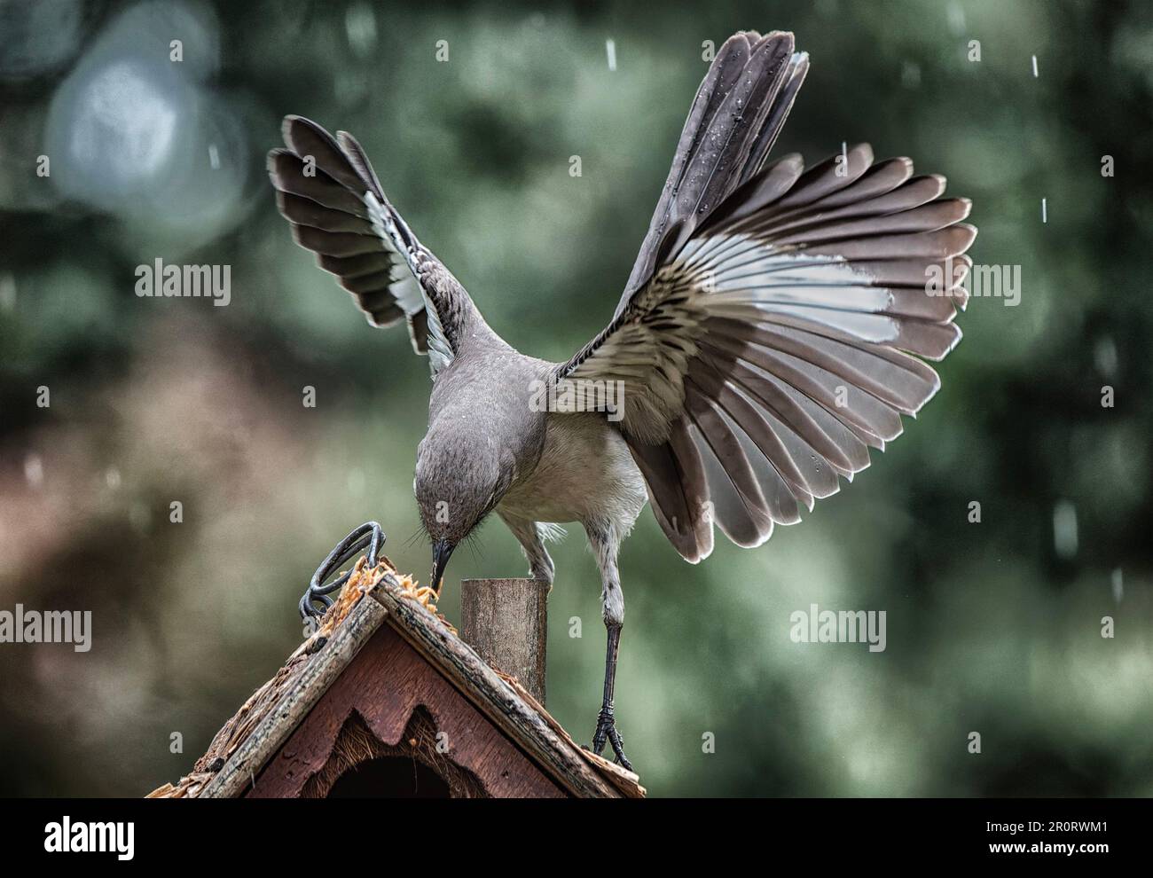A Northern Mockingbird on a birdhouse roof Stock Photo - Alamy