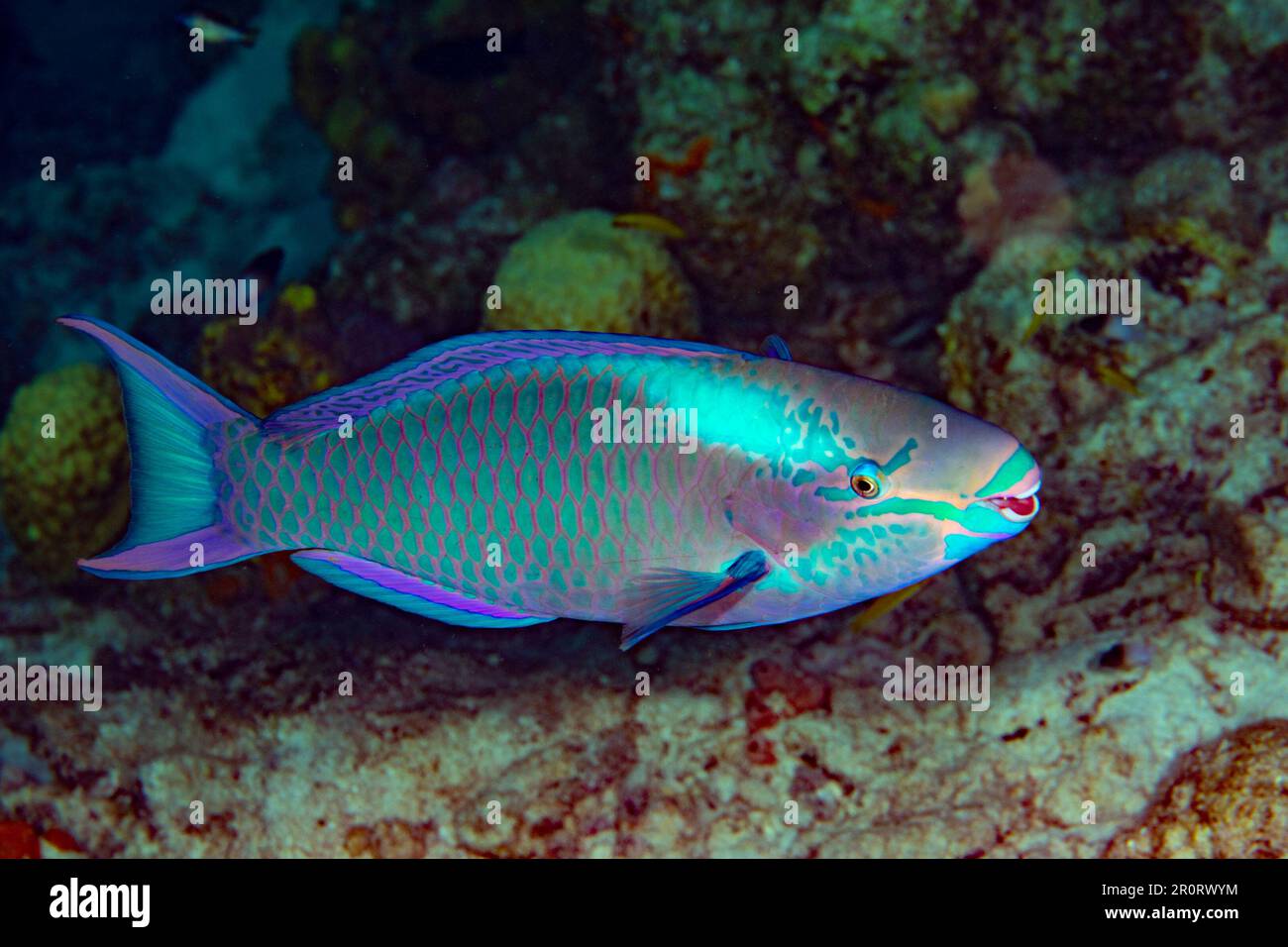Parrotfish Caribbean Sea Stock Photo - Alamy