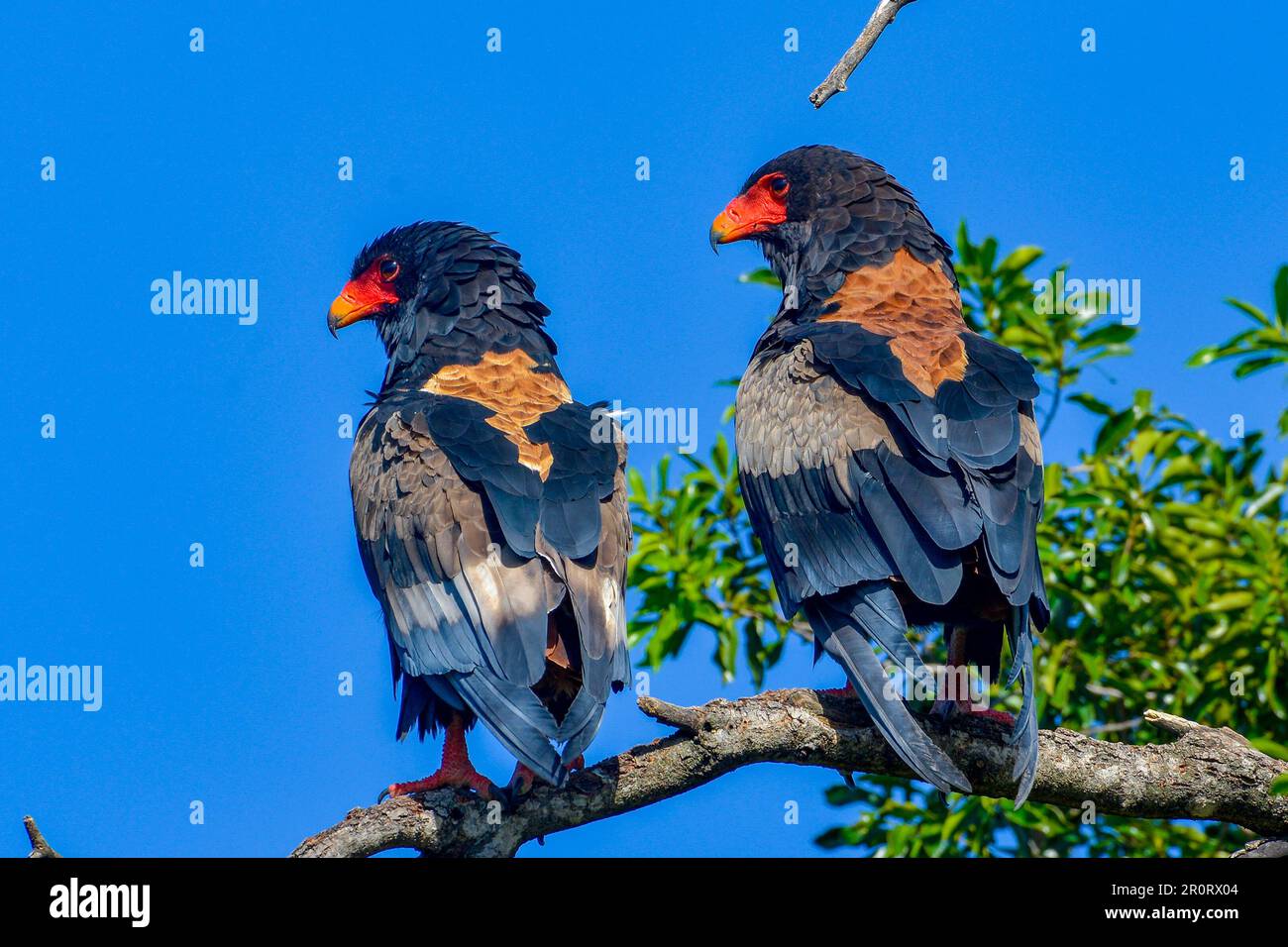 Bateleur Eagles Male and Female Maasai Mara Kenya East Africa Stock ...