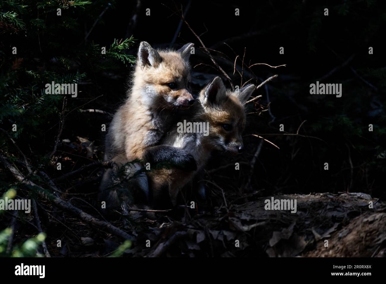 Cute babies fox in spring Stock Photo - Alamy
