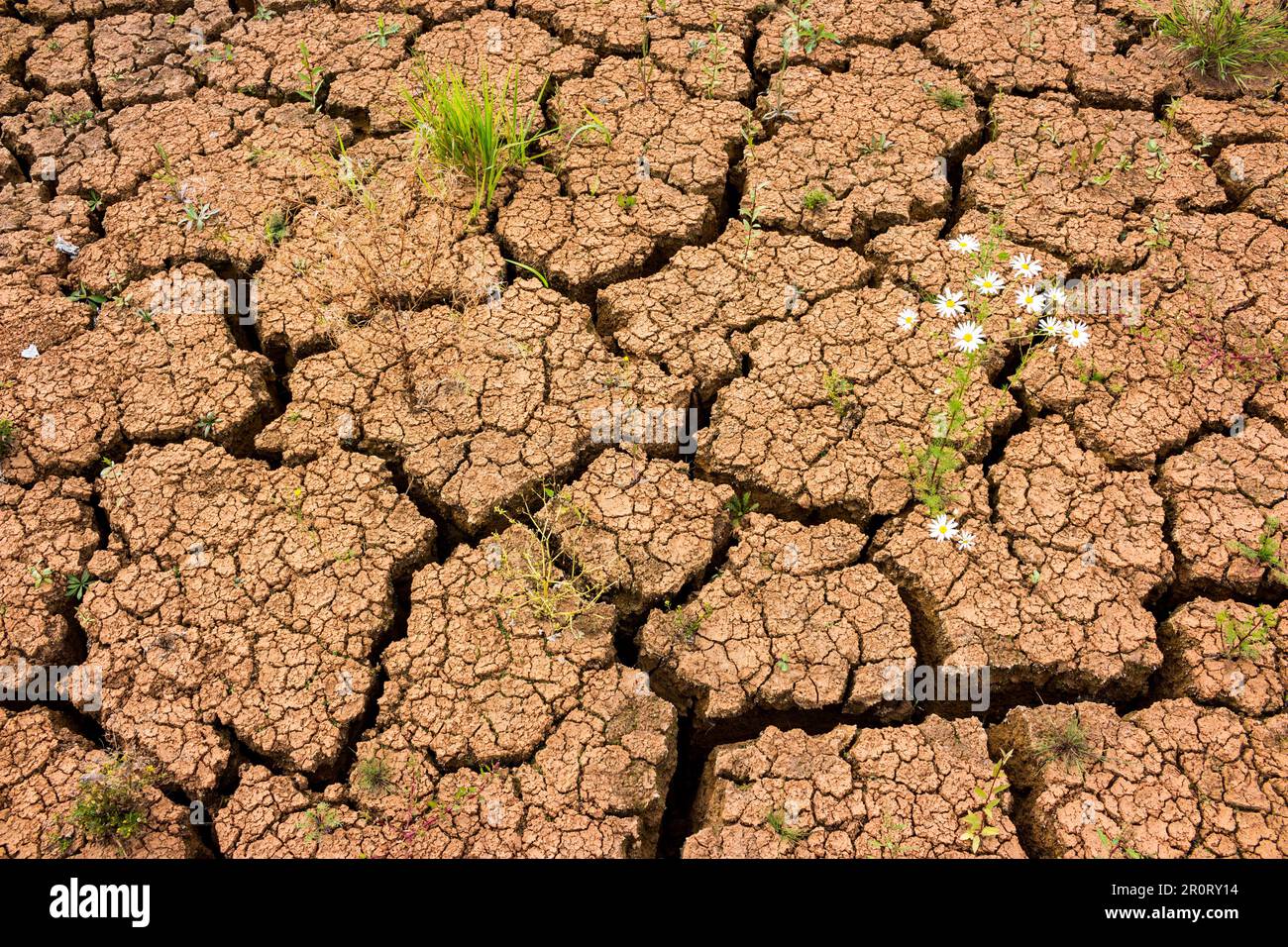 Cracked clay surface of the earth overgrown with rare plants after the ...
