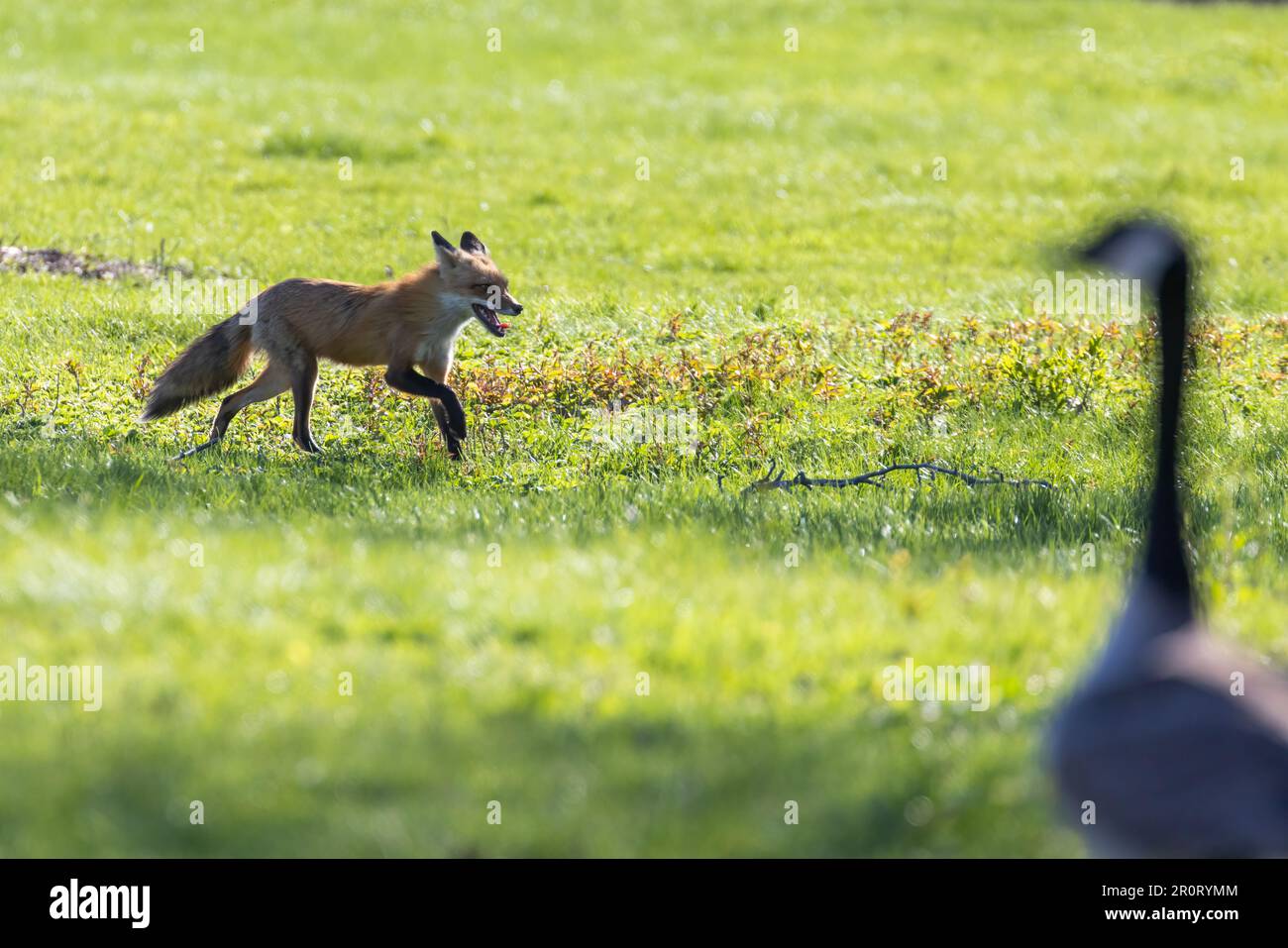 Red fox hunting Canada goose Stock Photo - Alamy
