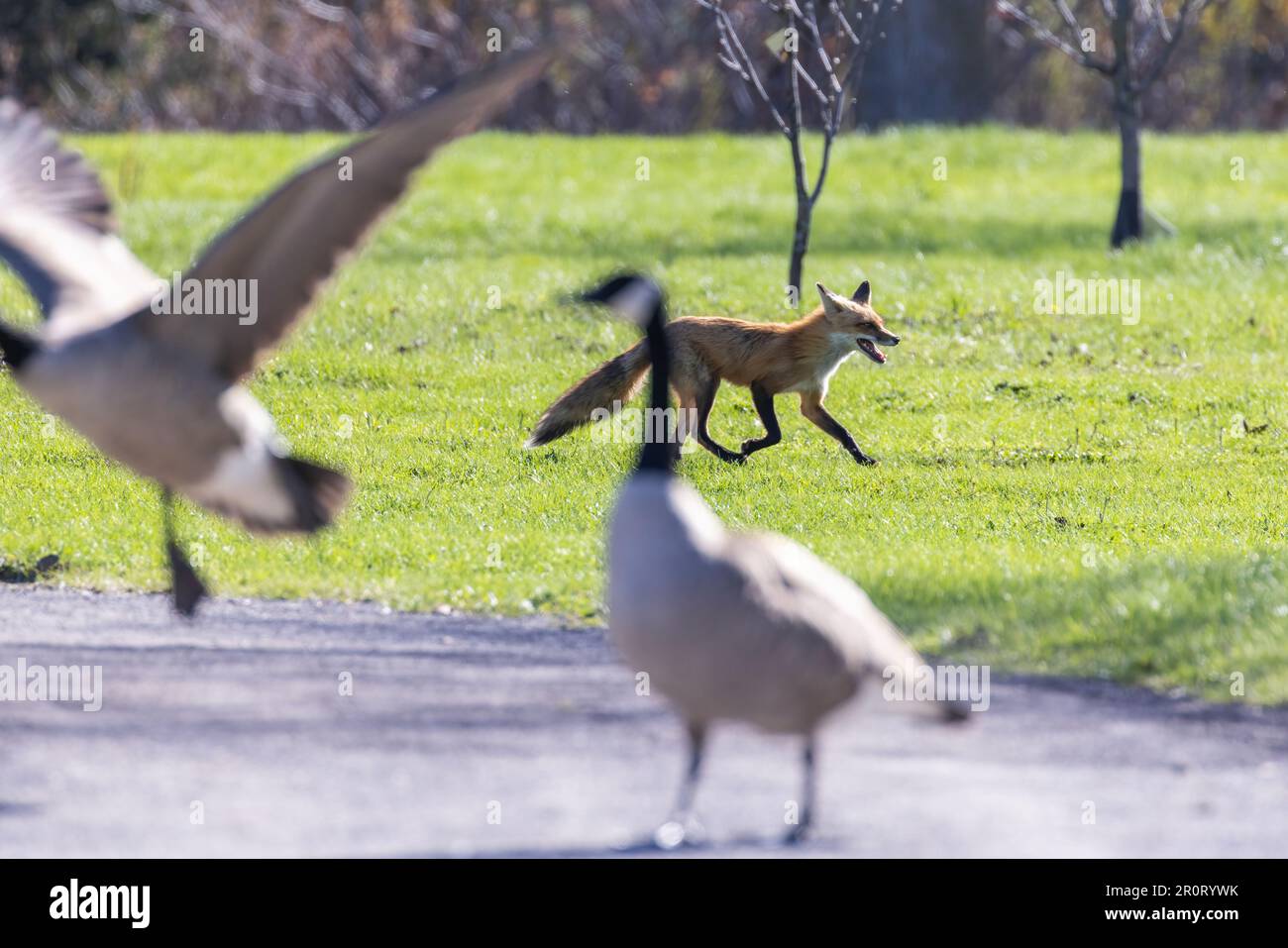 Red fox hunting Canada goose Stock Photo - Alamy