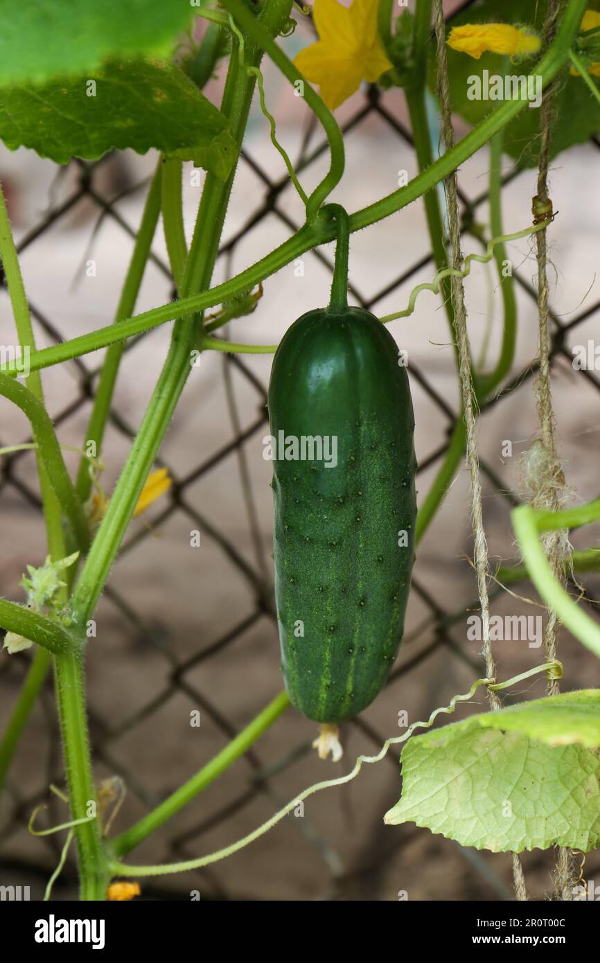 Natural fence on vegetable garden hi-res stock photography and images ...