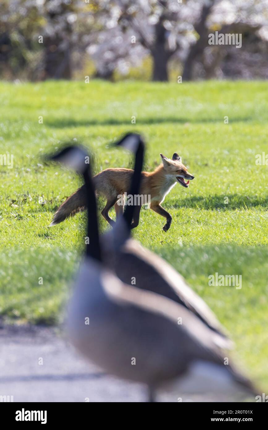 Red fox hunting Canada goose Stock Photo - Alamy