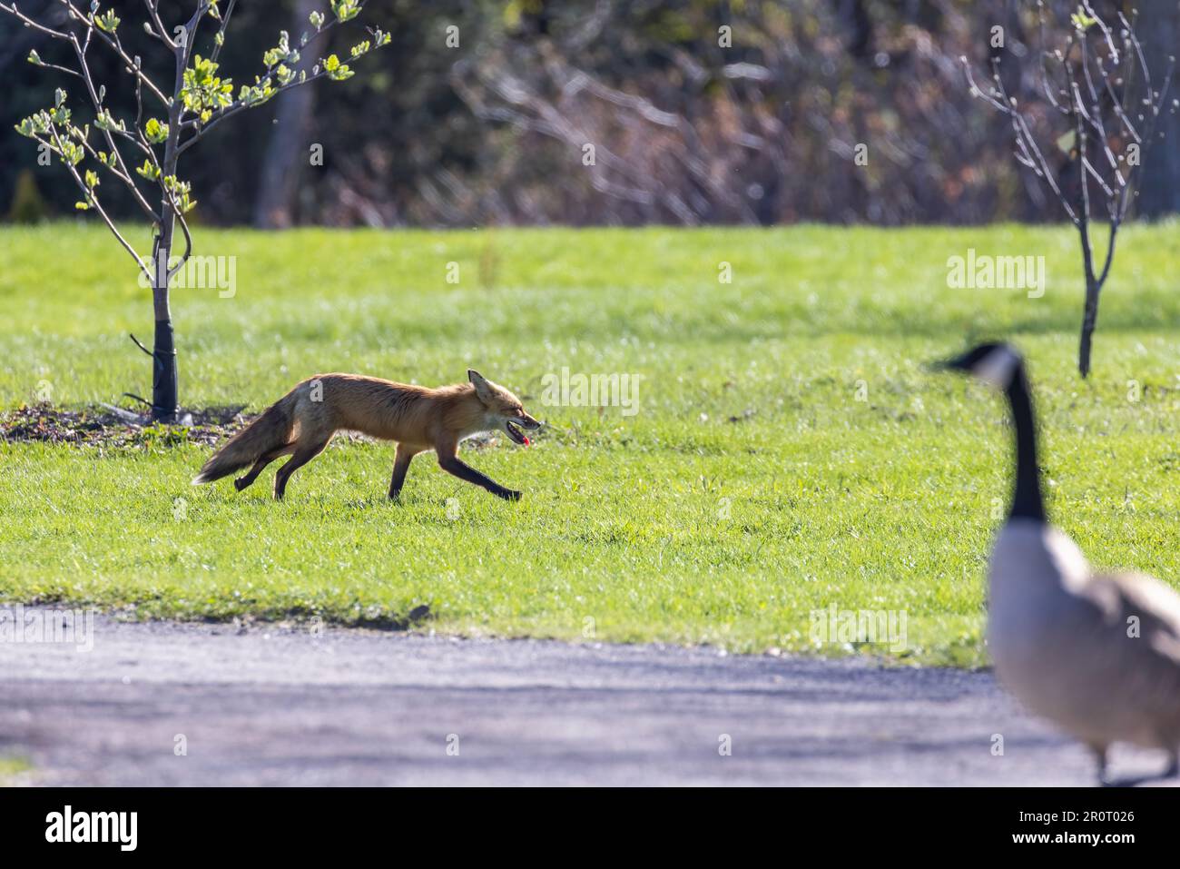 Red fox hunting Canada goose Stock Photo - Alamy