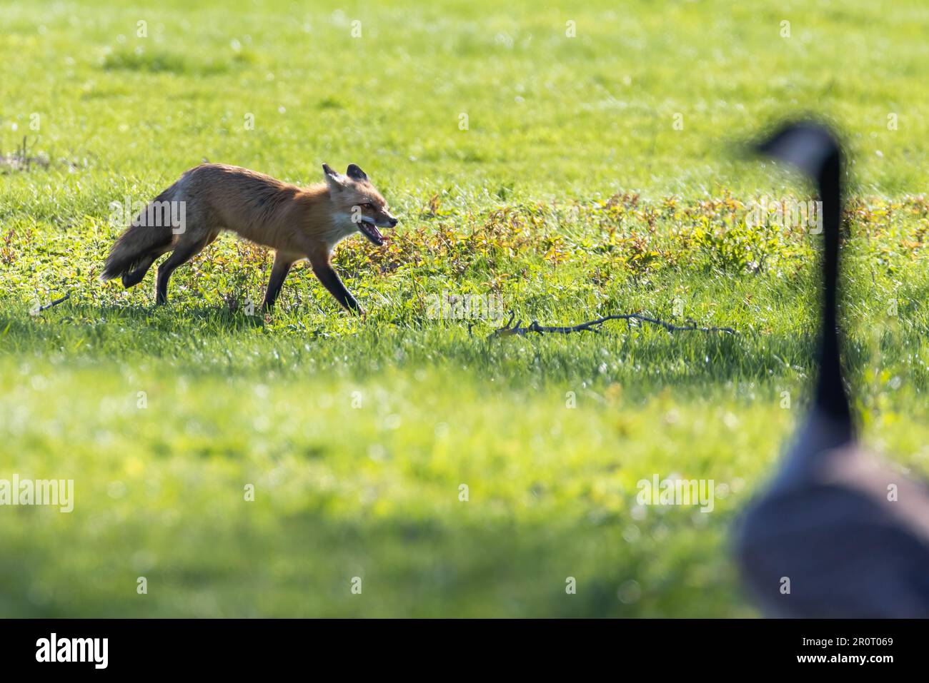 Red fox hunting Canada goose Stock Photo - Alamy