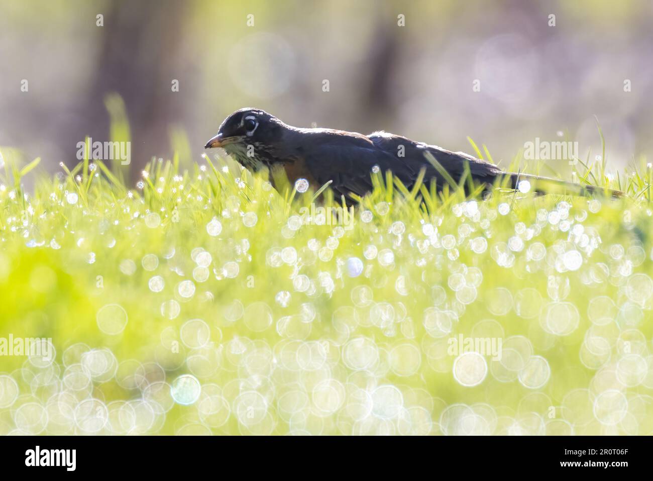 Bird feather in the morning dew hi-res stock photography and images - Alamy