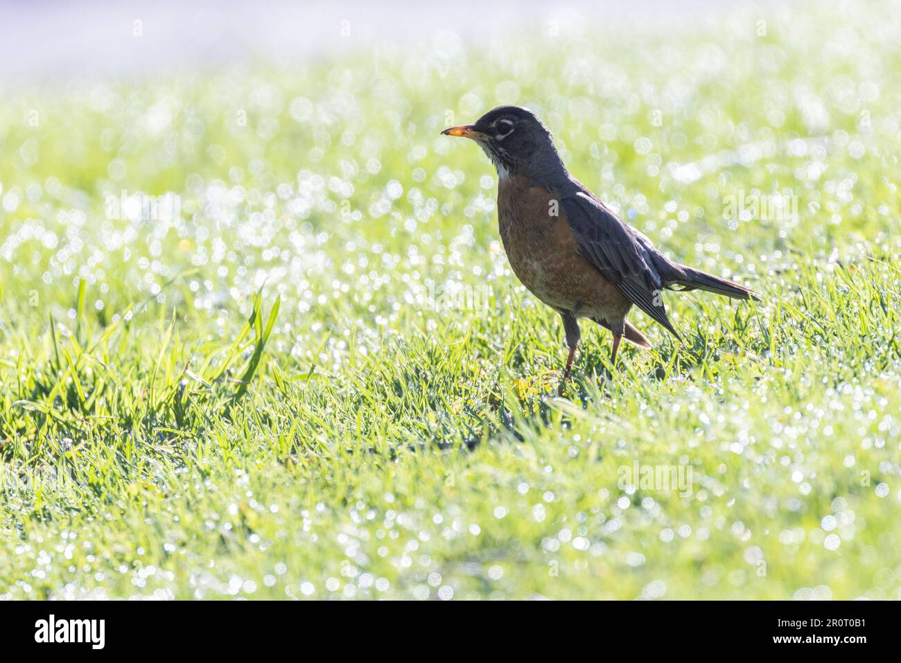 Bird feather in the morning dew hi-res stock photography and images - Alamy
