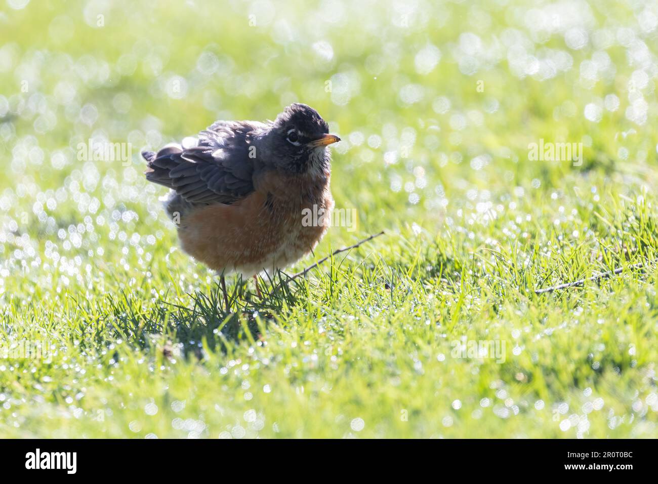 American Robin in morning light Stock Photo - Alamy