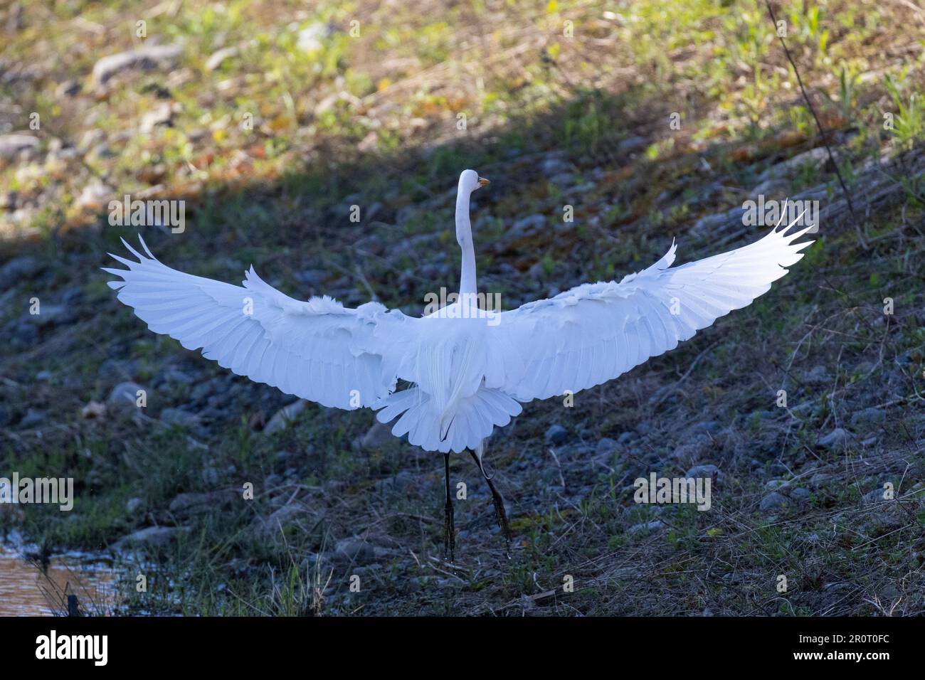 Grande Aigrette (Ardea alba) in spring Stock Photo - Alamy